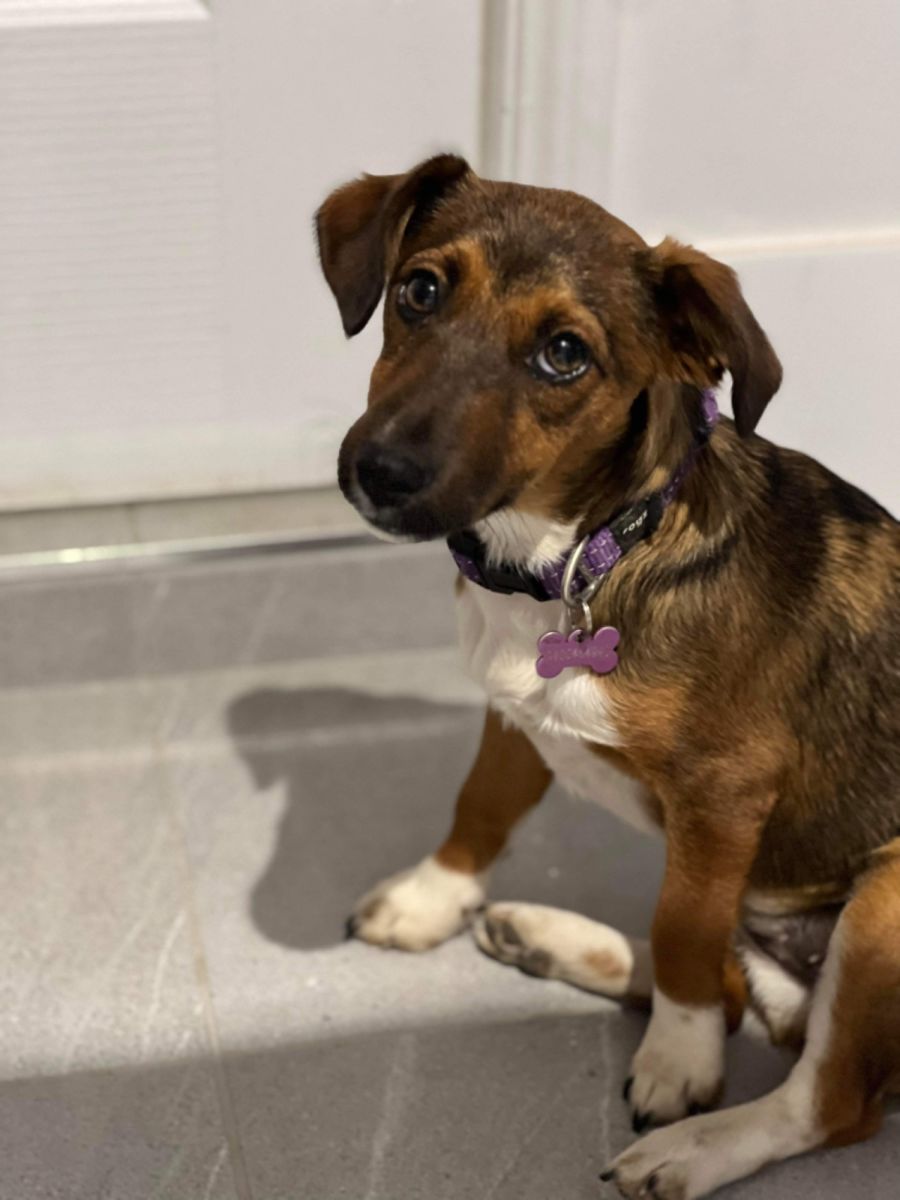 Winnie - Small Female Miniature Fox Terrier Mix Dog in NSW - PetRescue