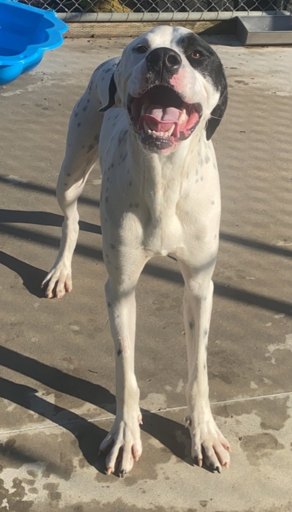 Spike - Large Male Pointer Mix Dog in VIC - PetRescue