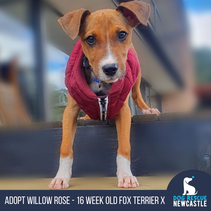 Willow Rose - 16 Week Old Fox Terrier X (Trial) - Small Female Fox ...