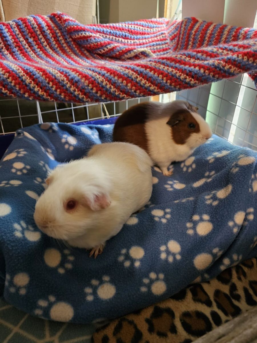 Pinto & Periwinkle - Female Short-hair Smooth Hair Guinea Pig in VIC ...