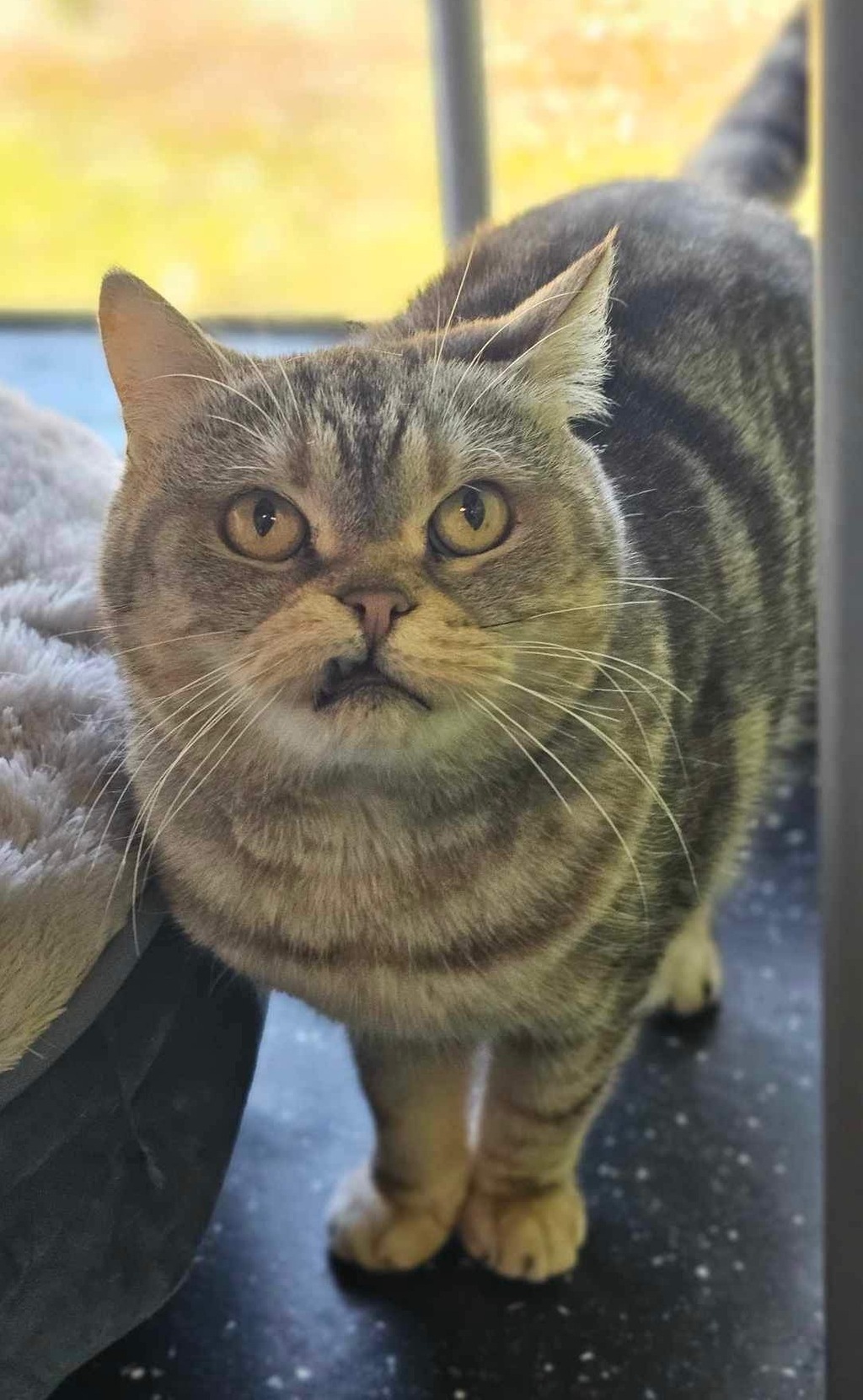 Tilly - Female British Shorthair Mix Cat in VIC - PetRescue