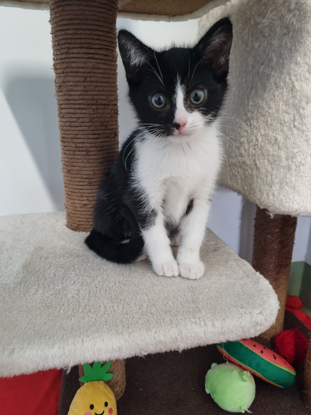 Bt-50 - Male Domestic Short Hair Mix Cat in QLD - PetRescue