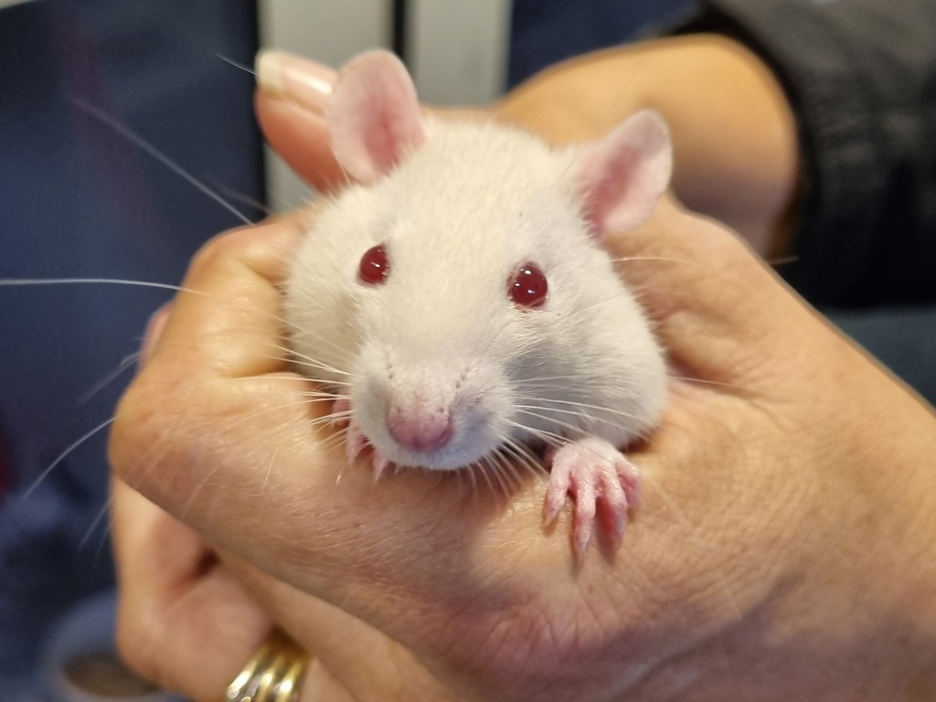 Jeff - Male Rat Mix Rodent in QLD - PetRescue