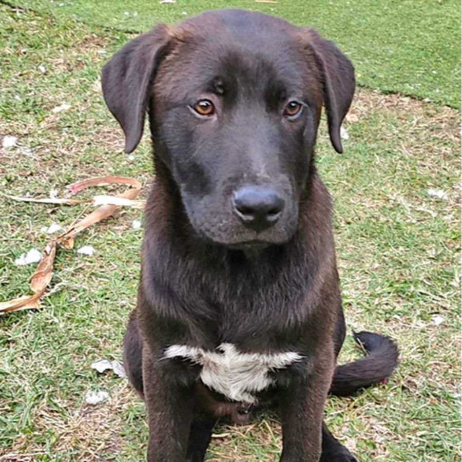Ginger - Large Male Labrador x German Shepherd Mix Dog in QLD - PetRescue