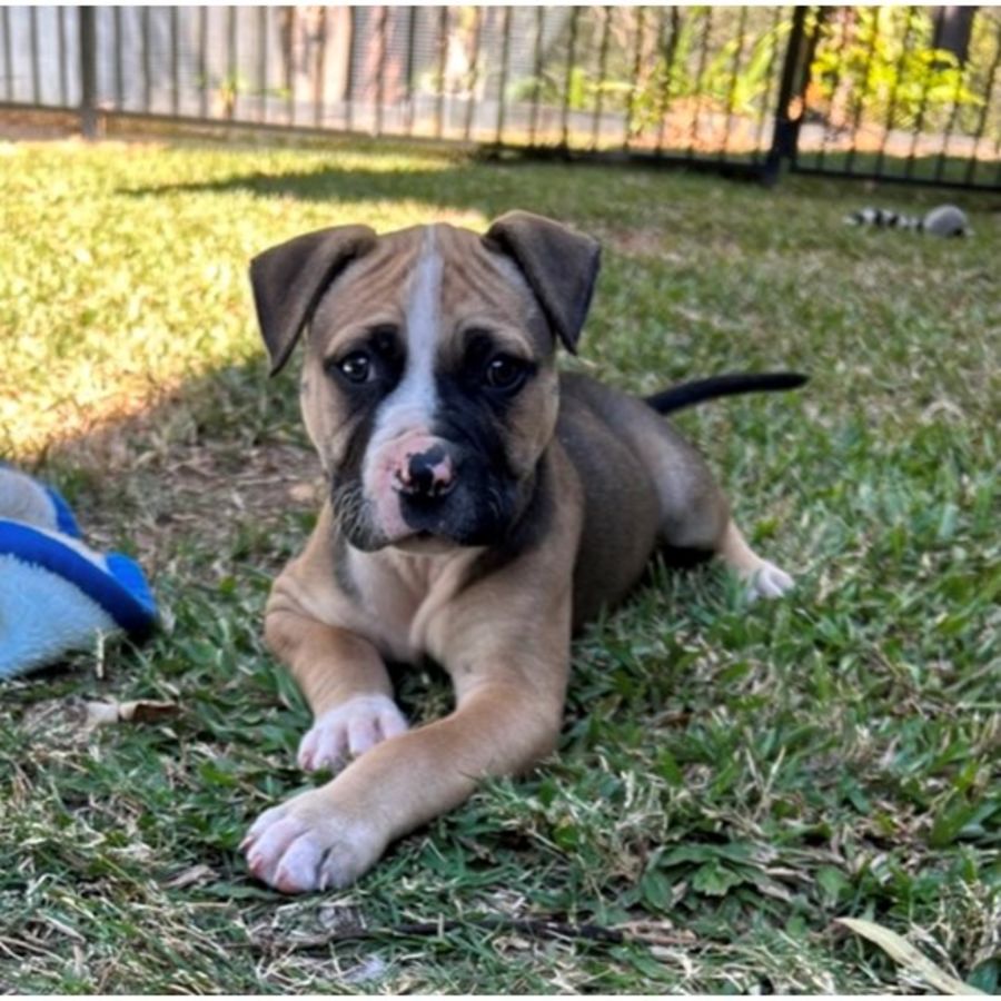 Sonic - Medium Male American Bulldog x American Staffordshire Bull ...