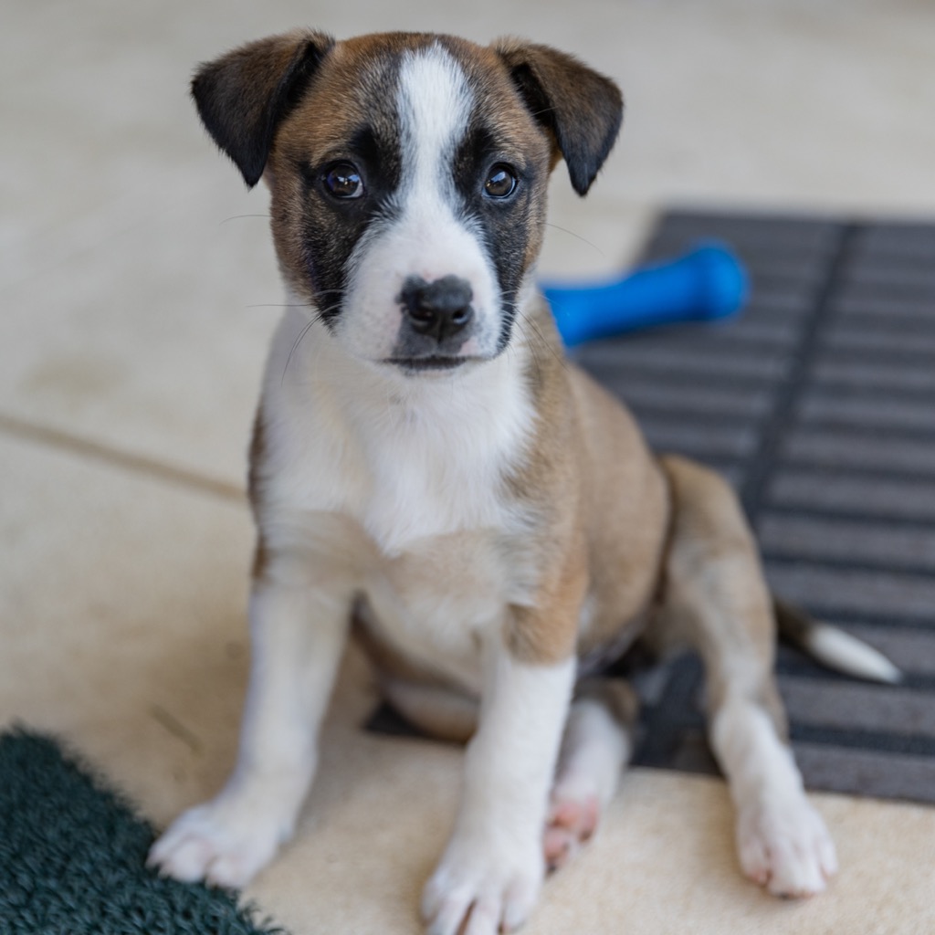 Bernie - Medium Female Mixed Breed Dog in WA - PetRescue