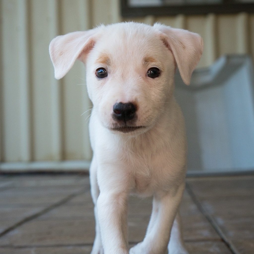 Benji - Small Male Jack Russell Terrier Mix Dog in WA - PetRescue