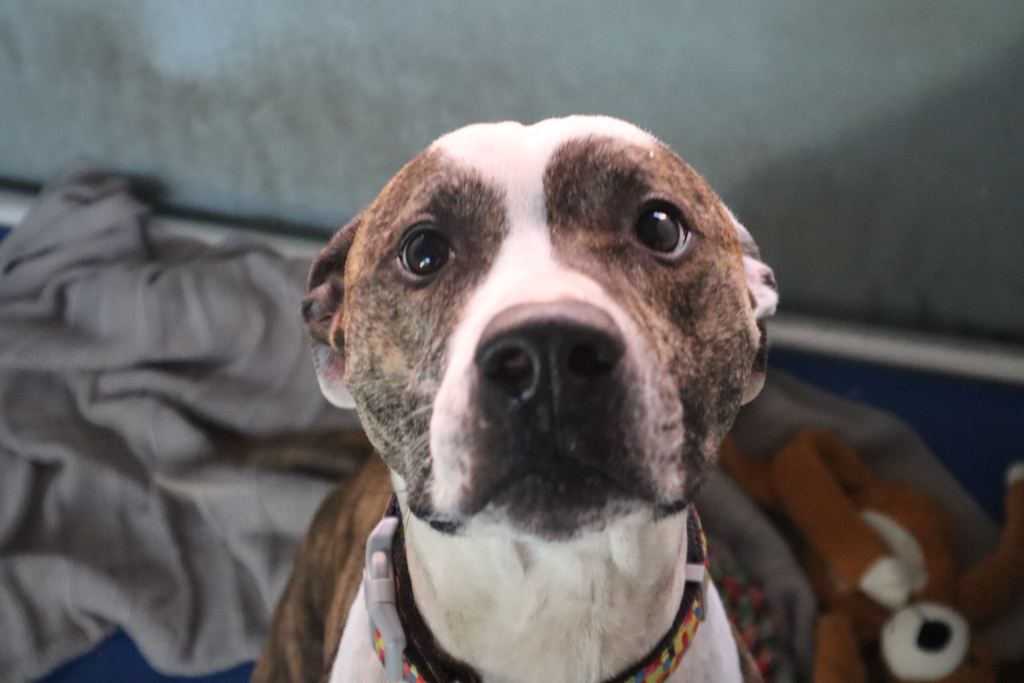 Huddy - Medium Male Staffordshire Bull Terrier Mix Dog in VIC - PetRescue