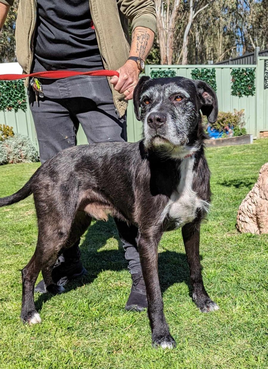 Miles - Large Male Wolfhound Mix Dog in NSW - PetRescue