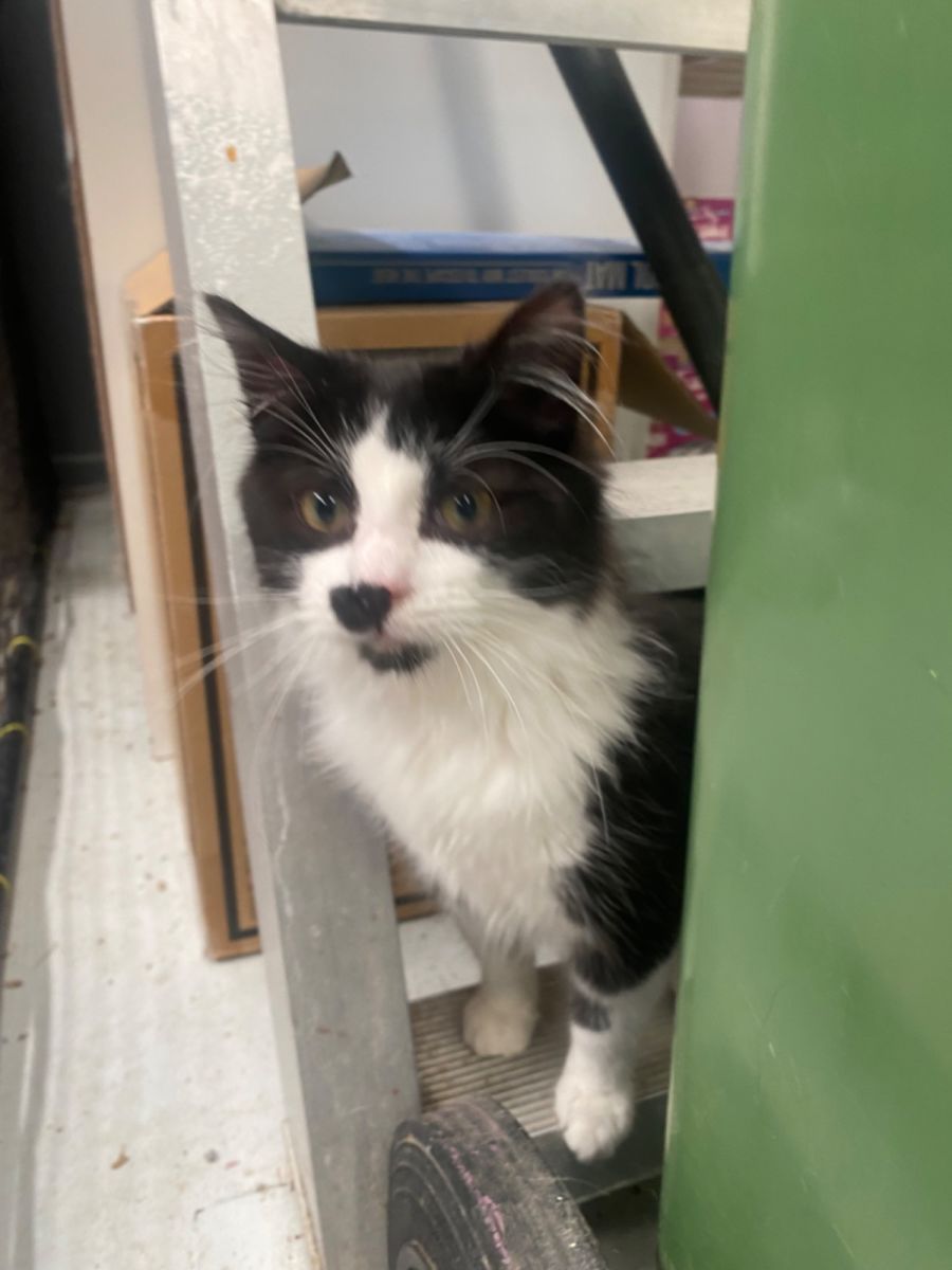 Sambo - Male Domestic Medium Hair Cat in VIC - PetRescue