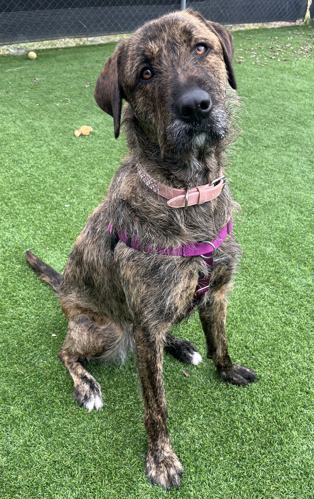 Matilda - Large Female Wolfhound Mix Dog in ACT - PetRescue