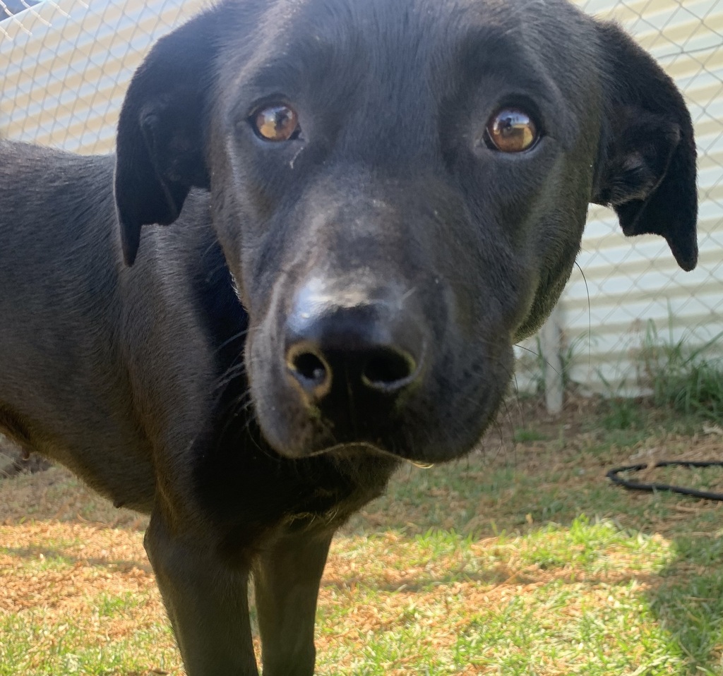 Keiko - Medium Female Kelpie x Labrador Retriever Mix Dog in QLD ...
