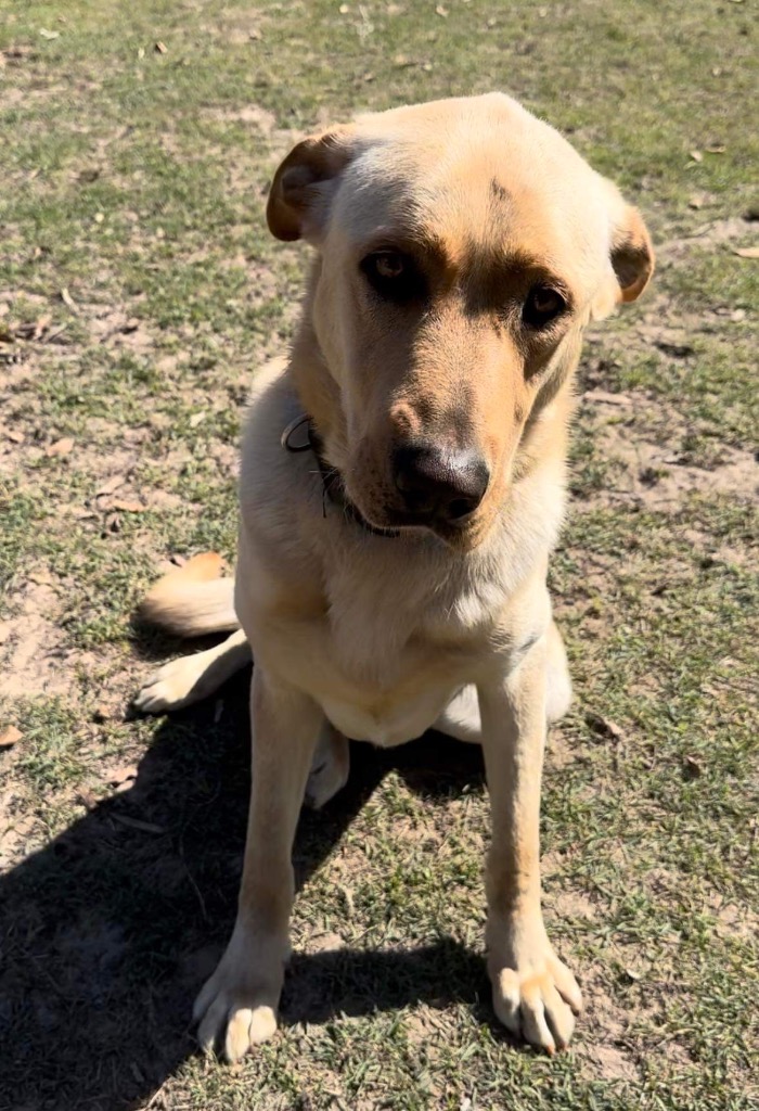 Lofty - Large Male Mixed Breed Mix Dog in QLD - PetRescue