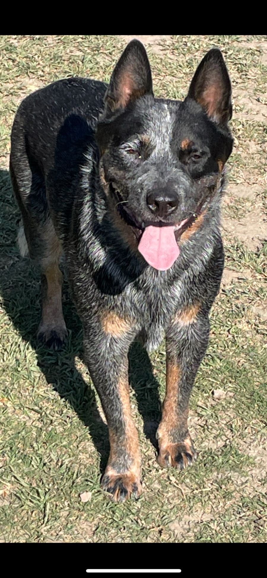 Duke - Medium Male Blue Heeler Dog in QLD - PetRescue