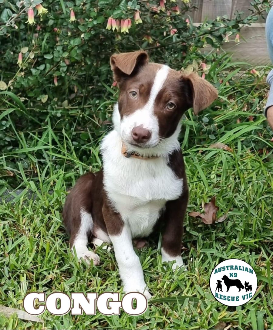 Congo - Medium Male Kelpie Mix Dog in VIC - PetRescue