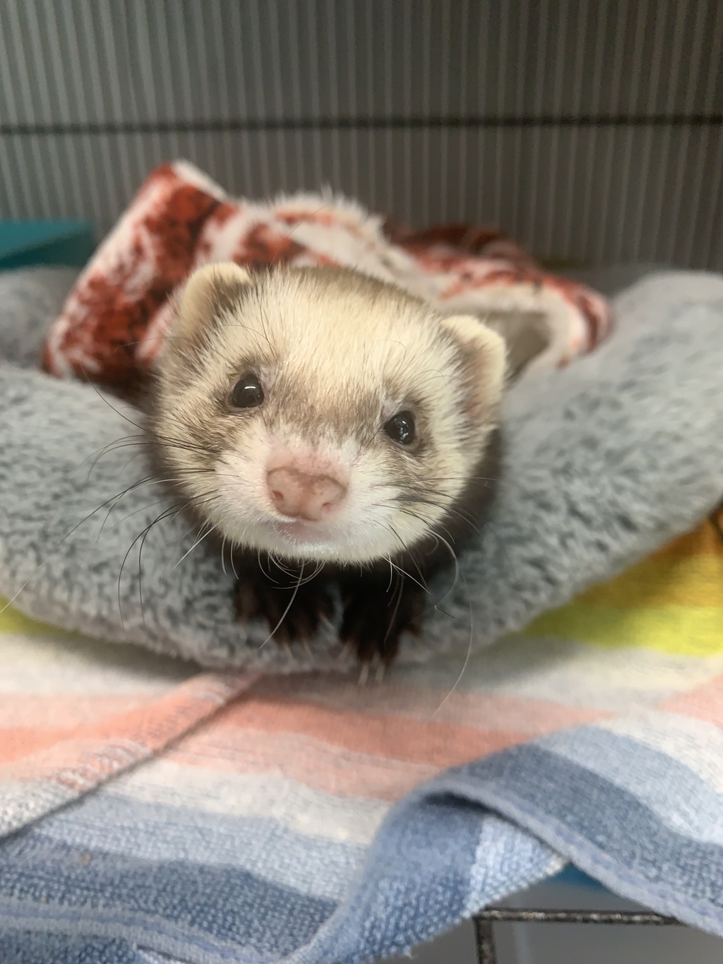 Darling - Female Ferret Mix Ferret in ACT - PetRescue