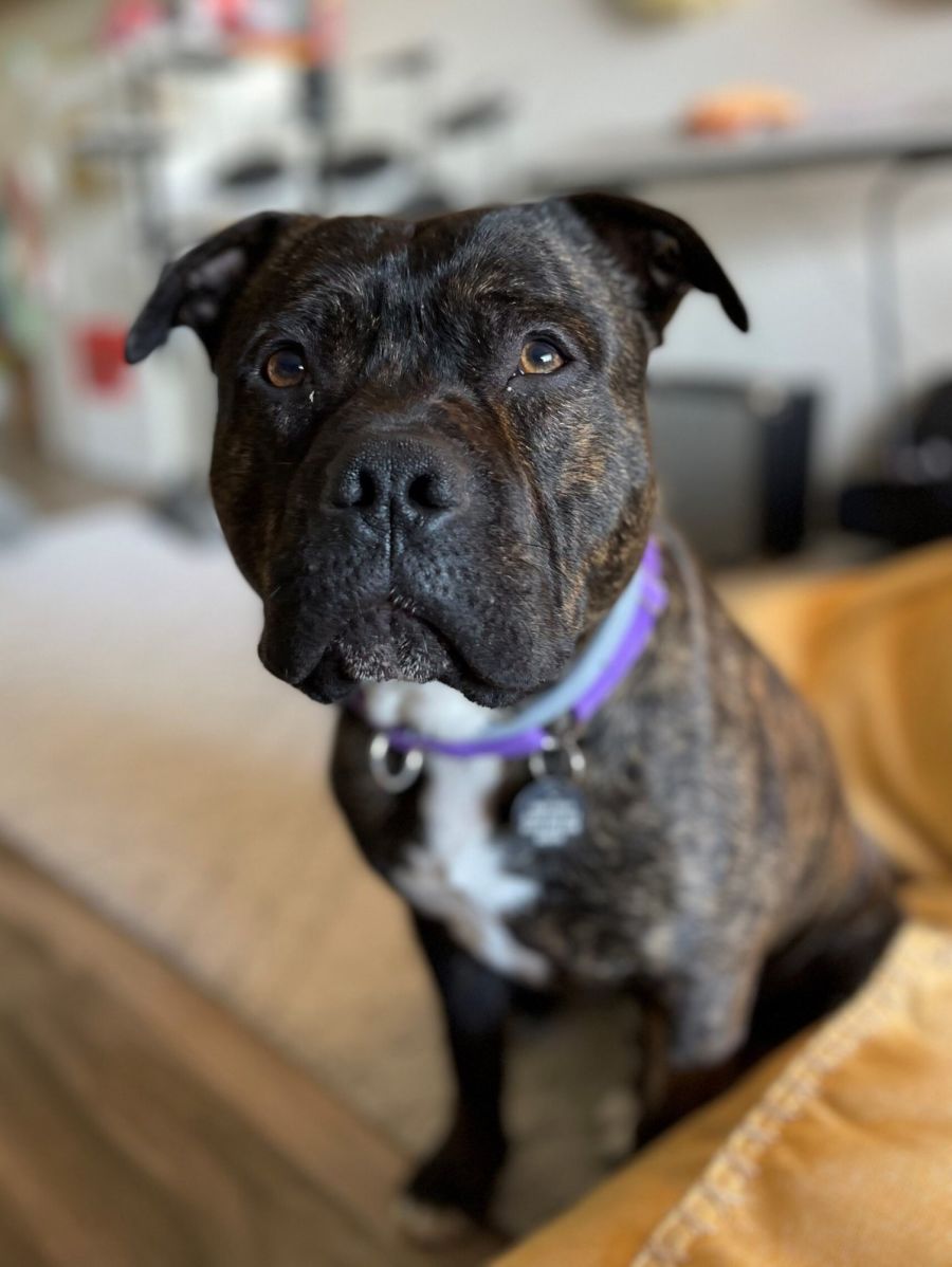 Marley Bear - Medium Male American Staffordshire Terrier Dog in NSW ...