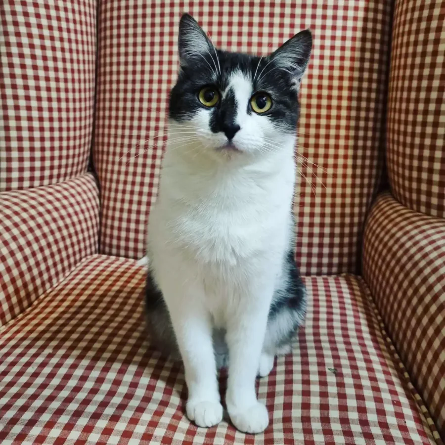 Mandolin (Located in Boronia) - Female Domestic Short Hair Cat in VIC ...