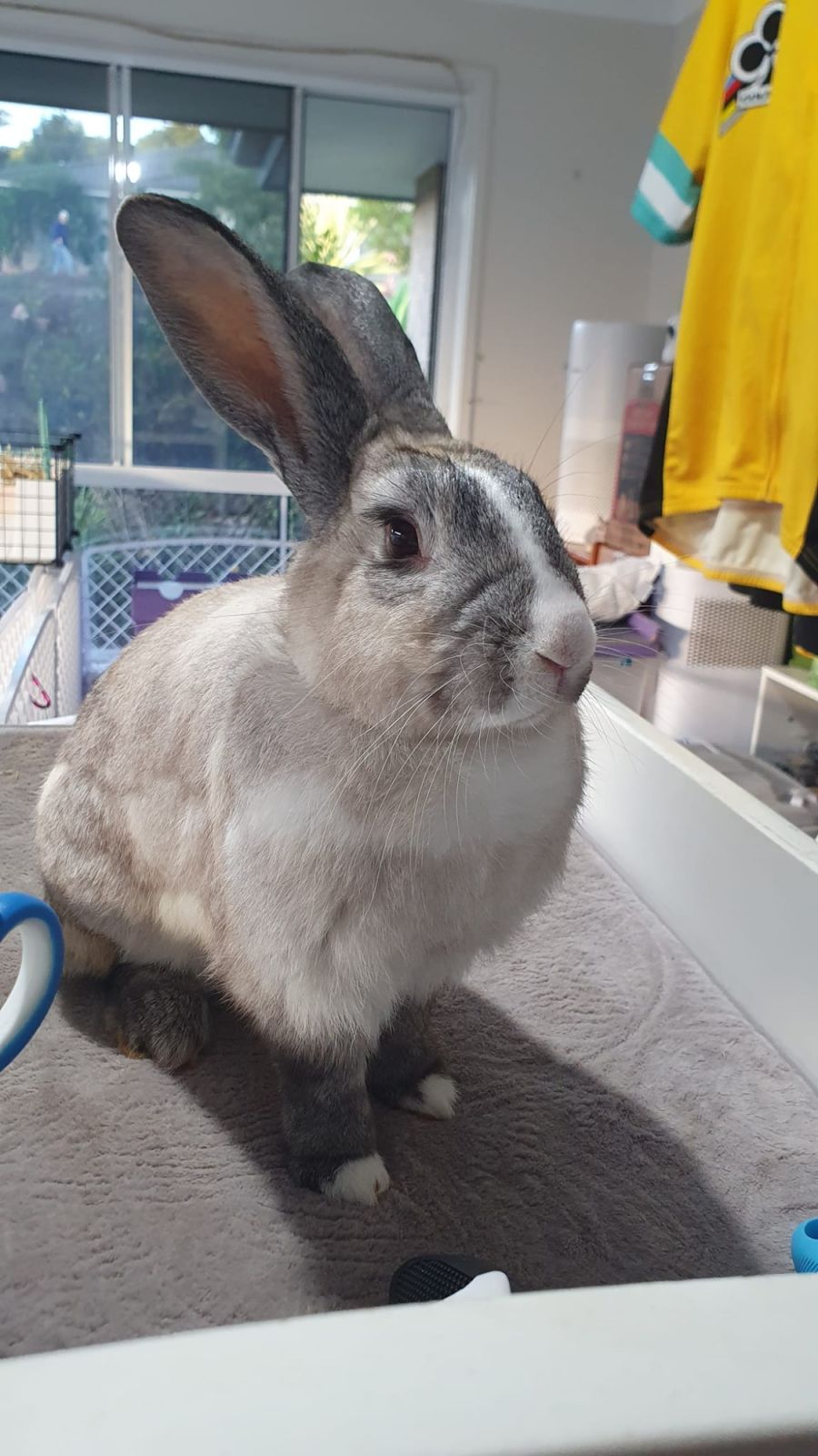 Gerri - Male Flemish Giant Rabbit in NSW - PetRescue