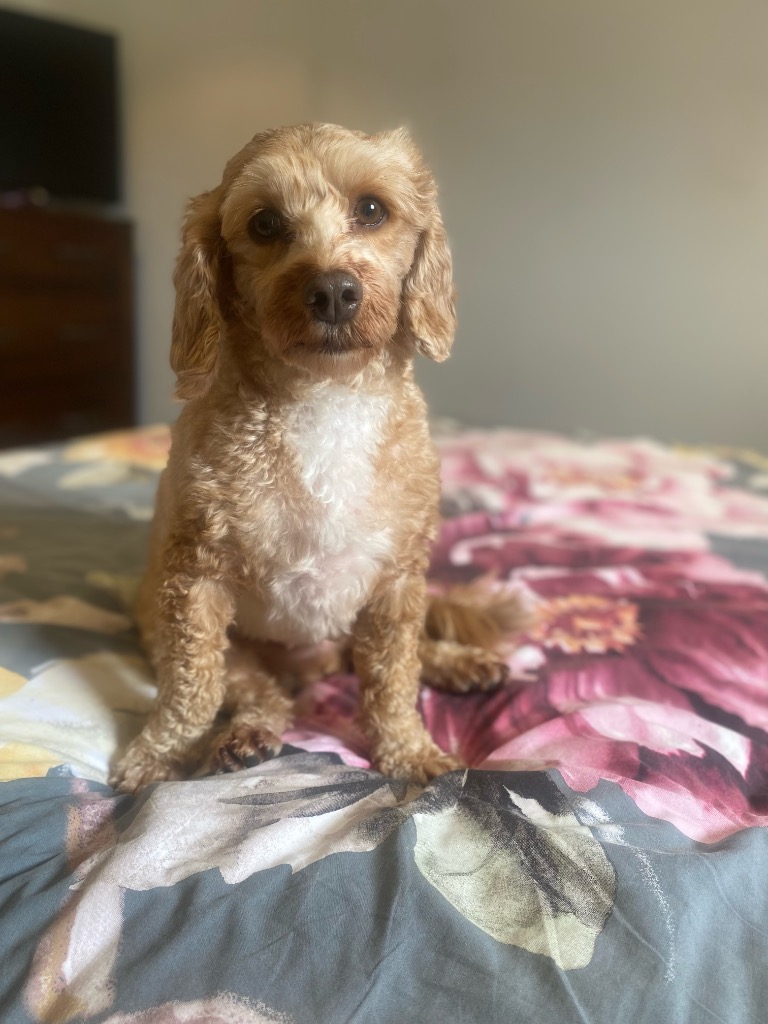 Russell - Small Male Cavalier King Charles Spaniel x Poodle Mix Dog in WA - PetRescue