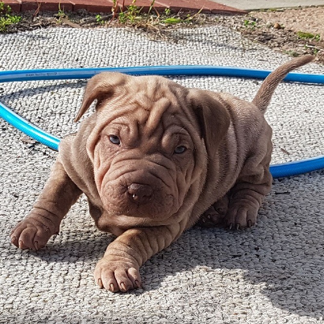 Roger - Medium Male Shar-Pei x Mixed Breed Mix Dog in WA - PetRescue