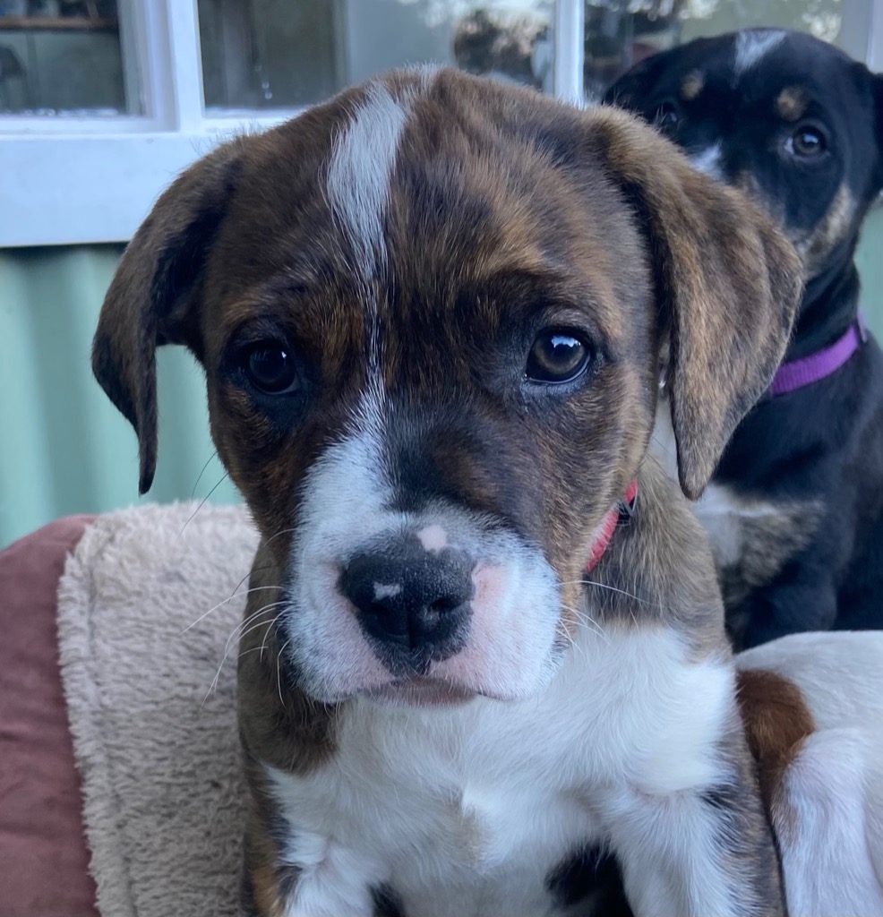 Archie - Medium Male Mixed Breed Dog in WA - PetRescue