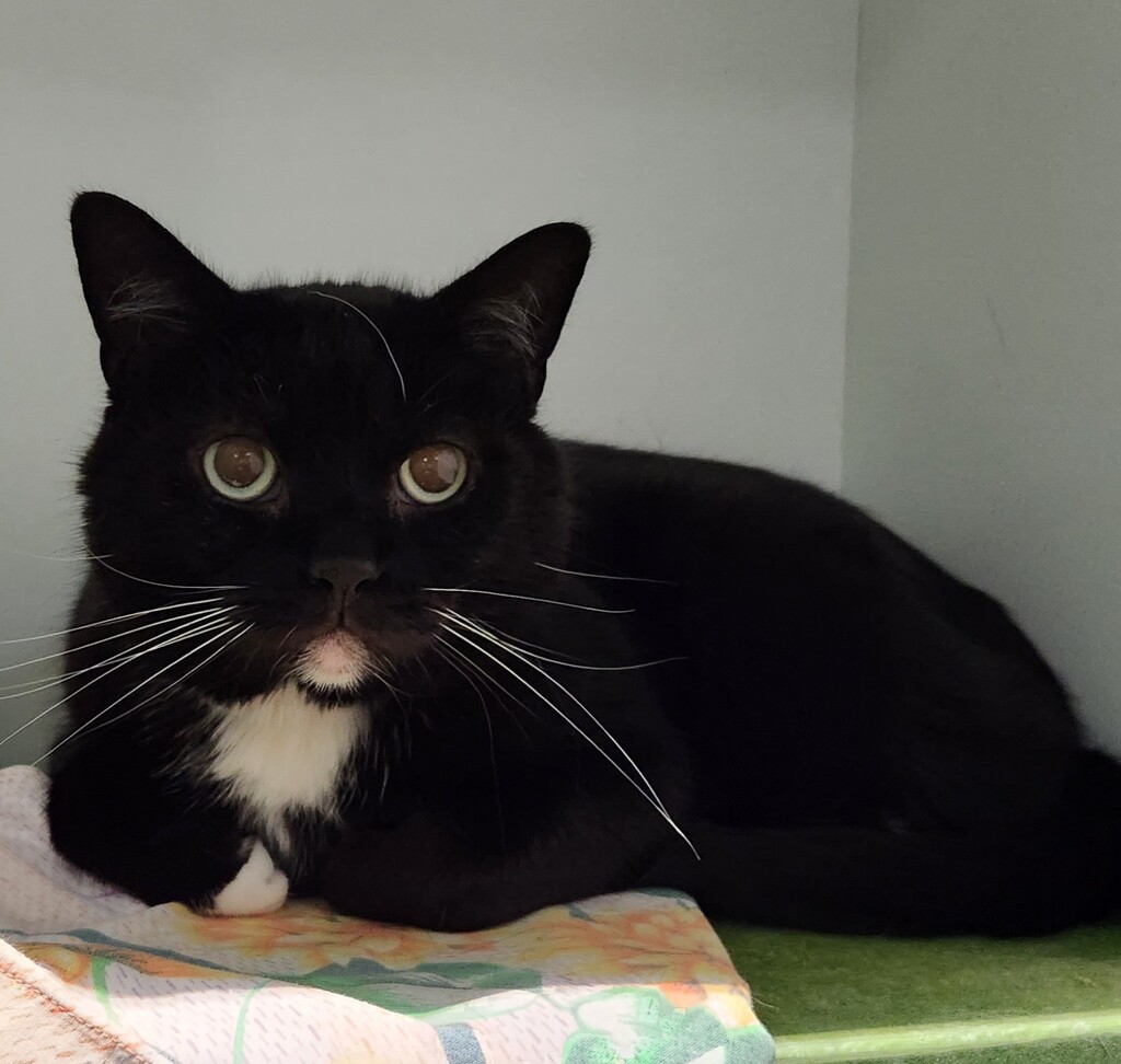 Jeremy Bearimy - Male Domestic Short Hair Cat in VIC - PetRescue