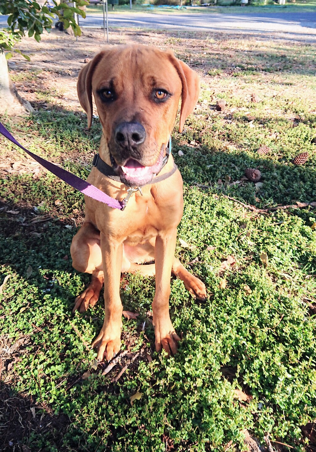 Diego - Large Male Bullmastiff x Rhodesian Ridgeback Mix Dog in QLD ...