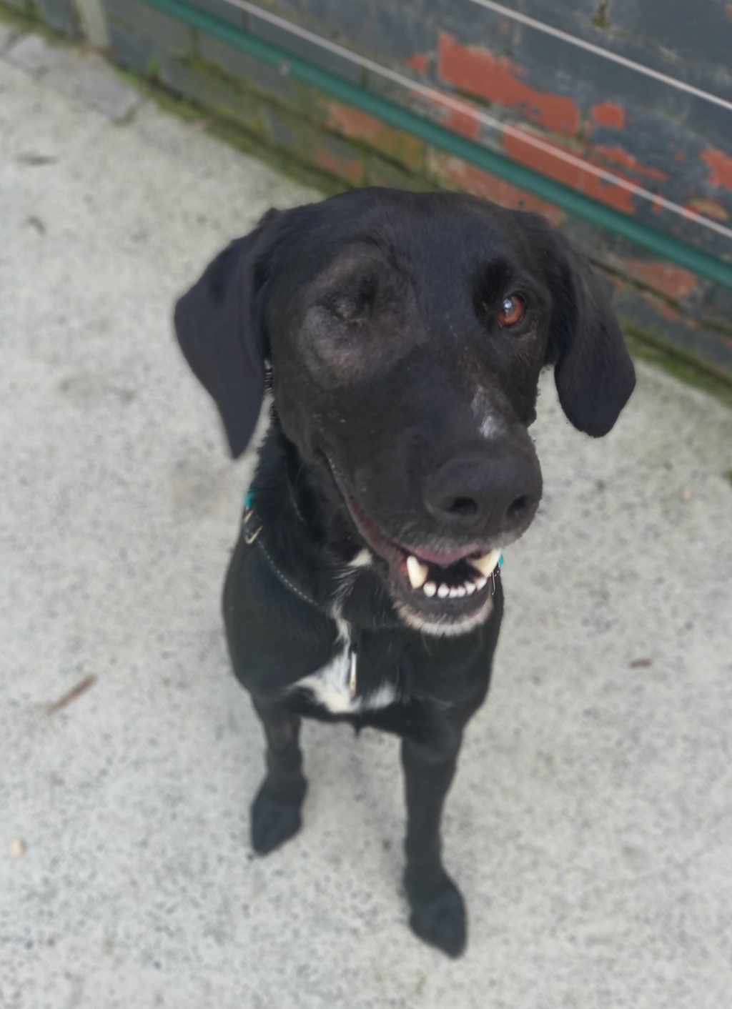 Maggie - Large Female Pointer Mix x Belgian Shepherd Malinois Mix Dog ...