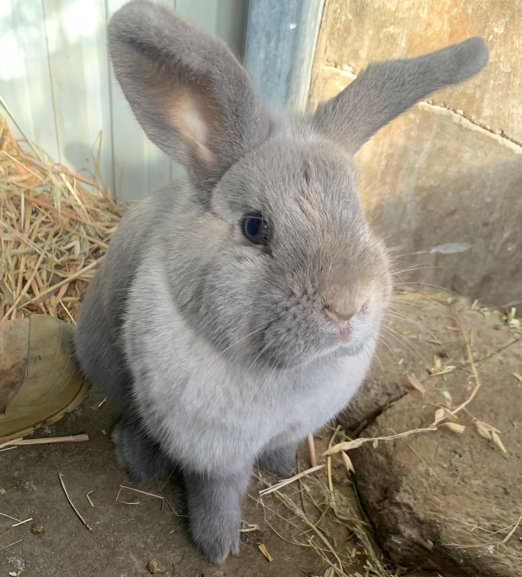 Penelope - Female Rabbit Mix Rabbit in ACT - PetRescue