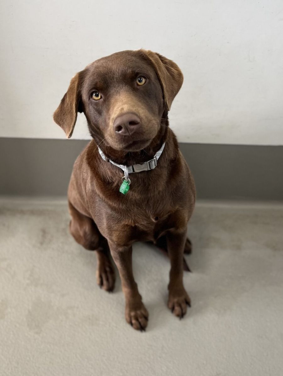 Cadbury - Medium Female Labrador Dog in VIC - PetRescue