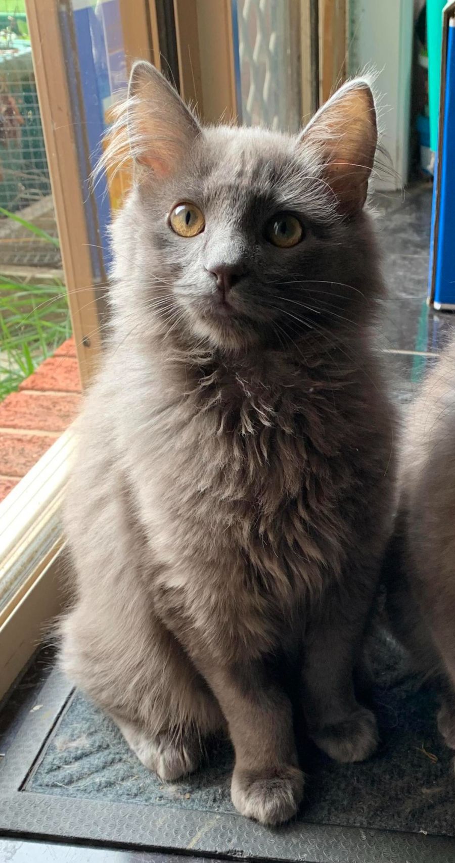 Adso - Male Domestic Medium Hair Cat in VIC - PetRescue