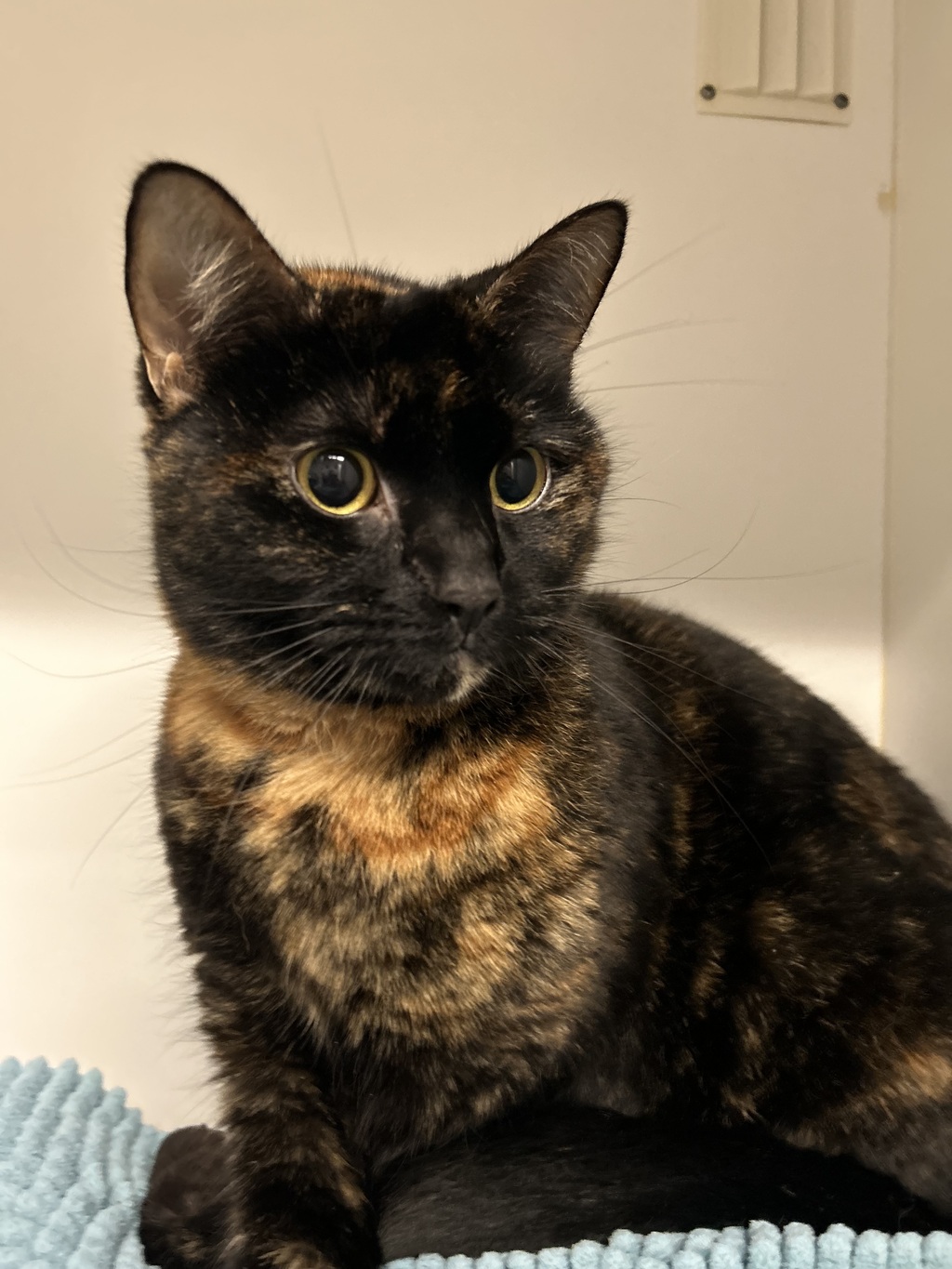 Quinzel - Female Dsh Mix Cat in WA - PetRescue