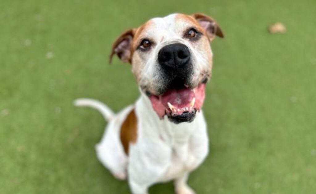 Sailor - Large Male American Bulldog x Rhodesian Ridgeback Mix Dog in ...