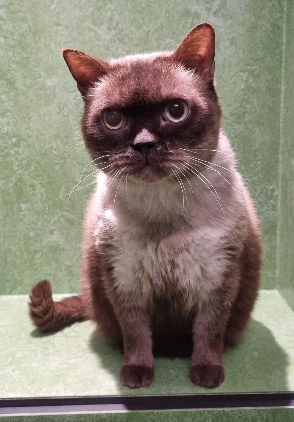 Pudding - Male Birman x British Shorthair Mix Cat in VIC - PetRescue