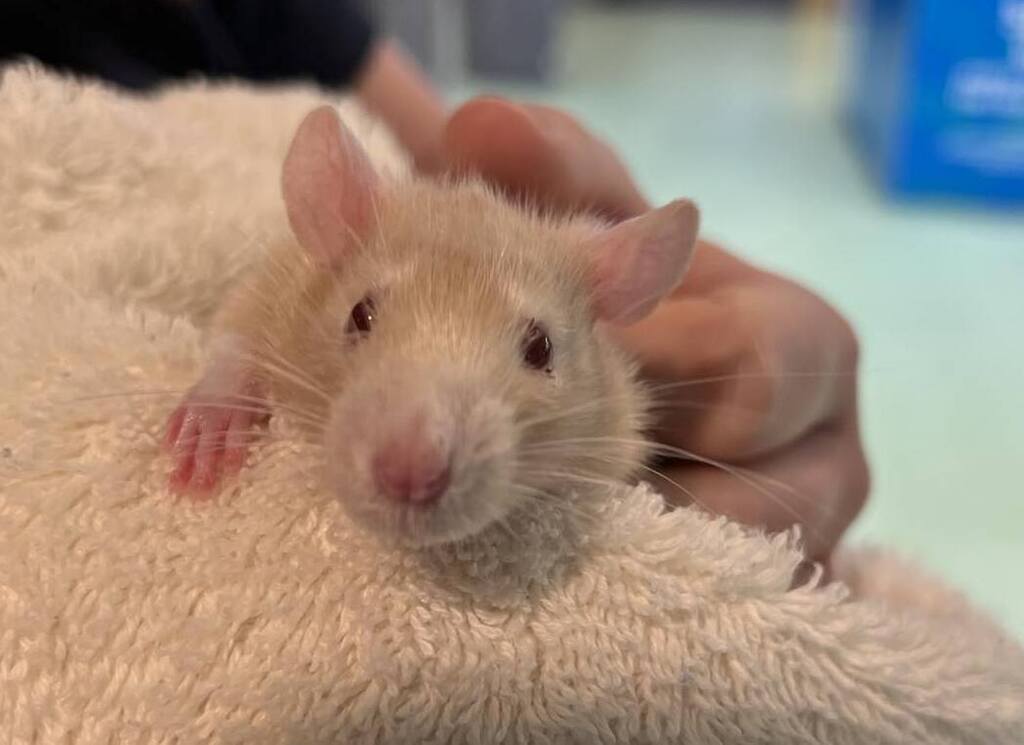 Charlie - Male Rat Mix Rodent in QLD - PetRescue