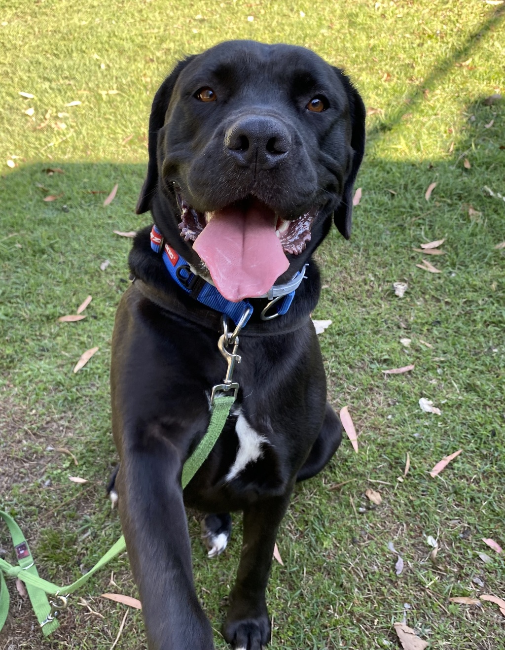 Karma - Large Female Bullmastiff x Labrador Retriever Mix Dog in QLD ...