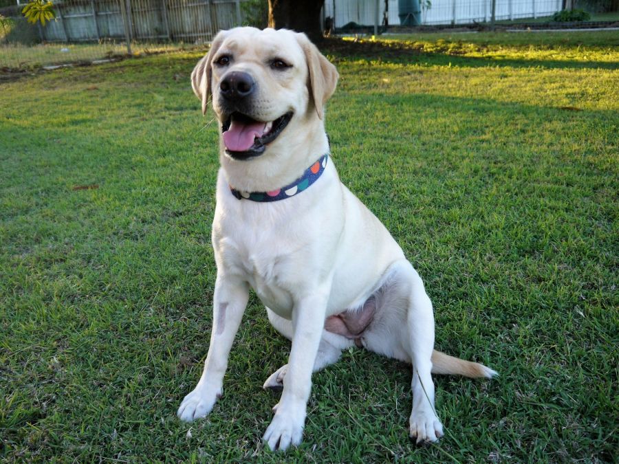 Poppy - Large Female Labrador Mix Dog in QLD - PetRescue