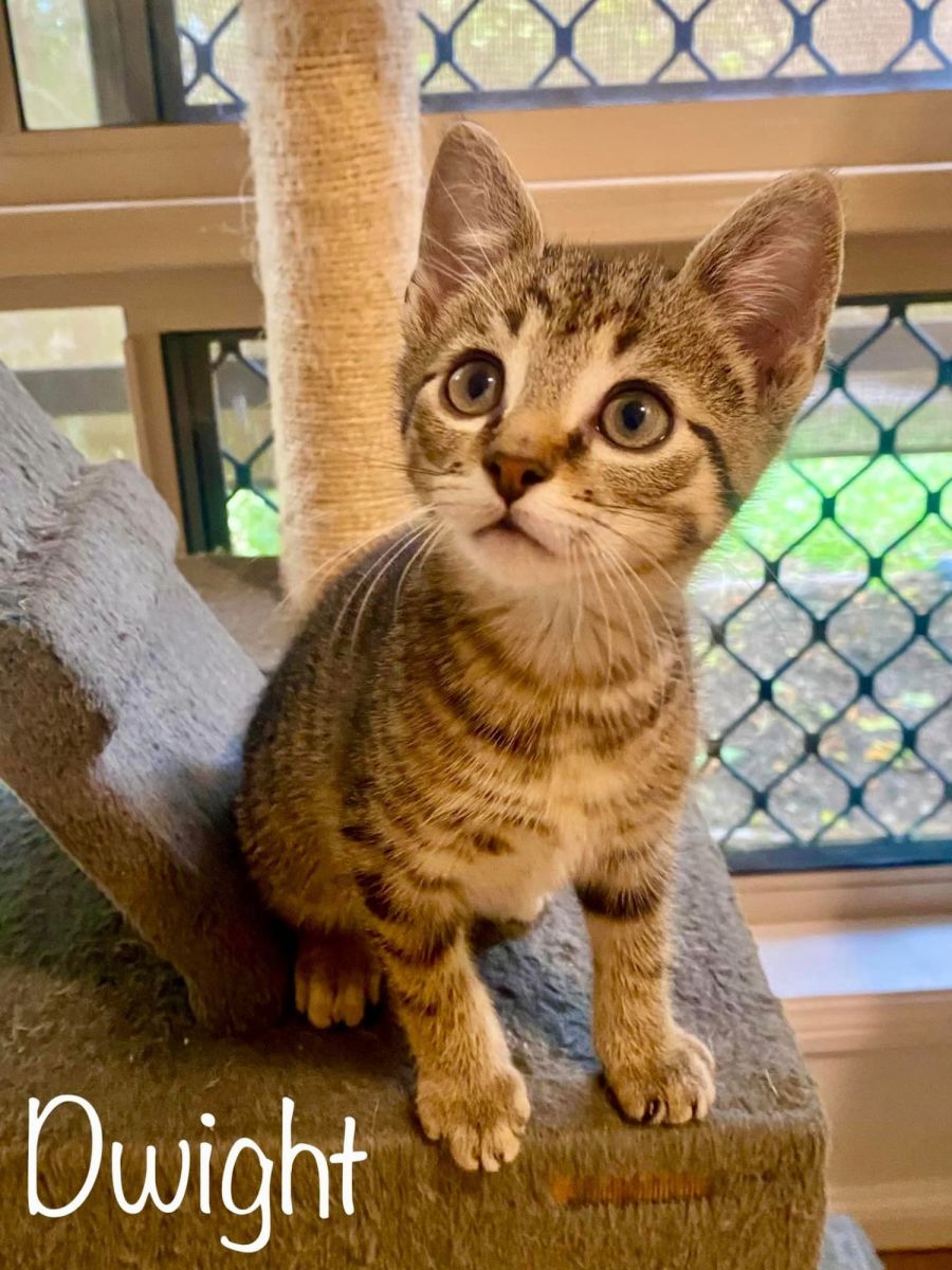 Dwight - Male Domestic Short Hair Cat in QLD - PetRescue