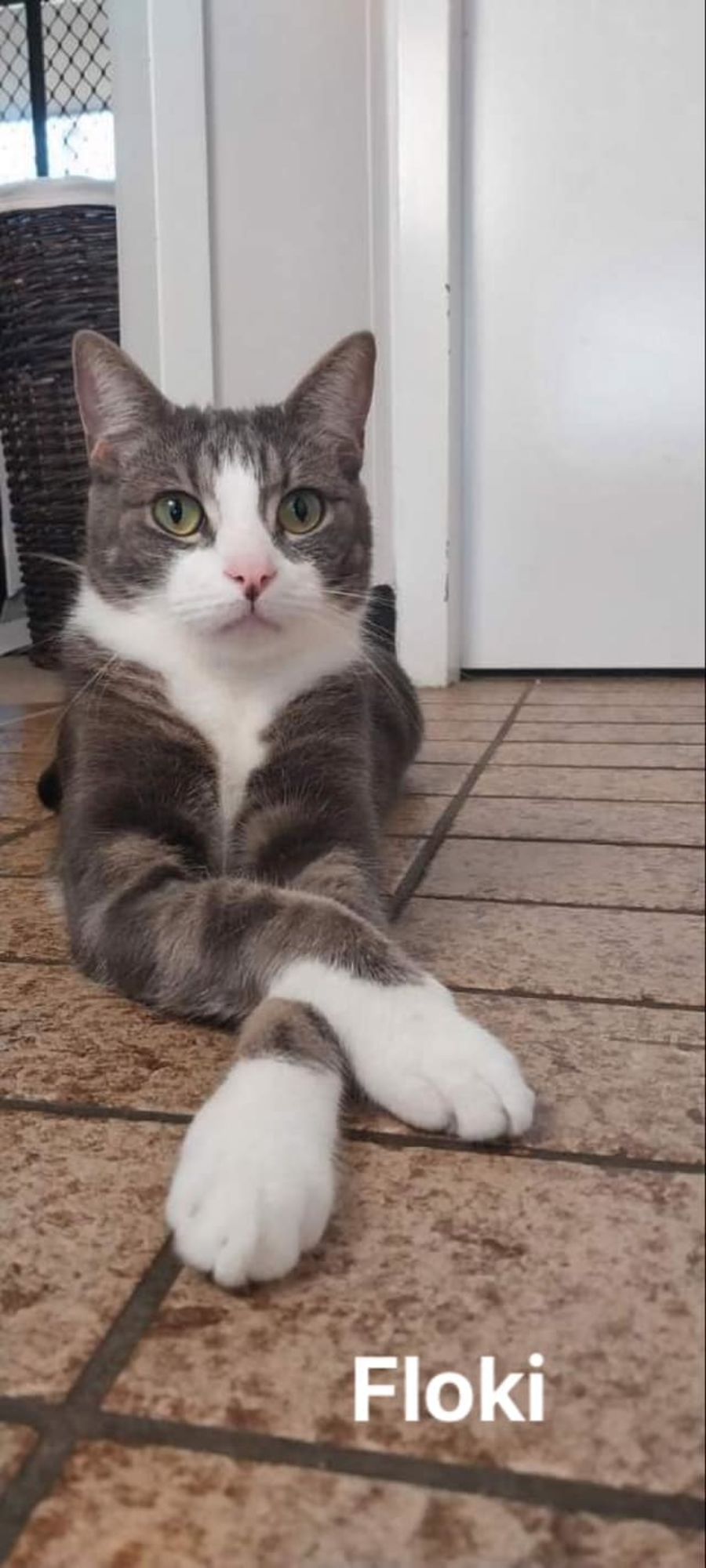 Floki - Male Domestic Short Hair Cat in QLD - PetRescue