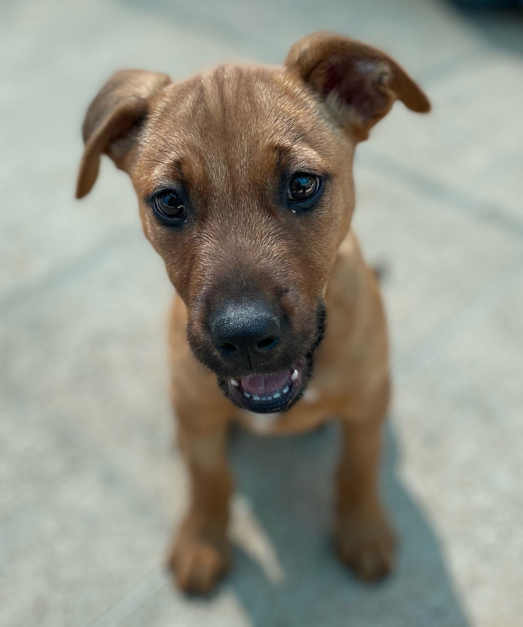 Crumble - Small Female Kelpie x Rhodesian Ridgeback Mix Dog in QLD ...
