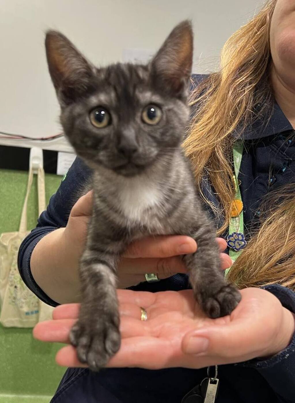 Athena - Female Manx Mix Cat in QLD - PetRescue