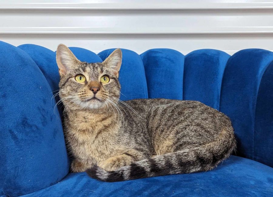 Nyla - Female Domestic Short Hair Cat in NSW - PetRescue