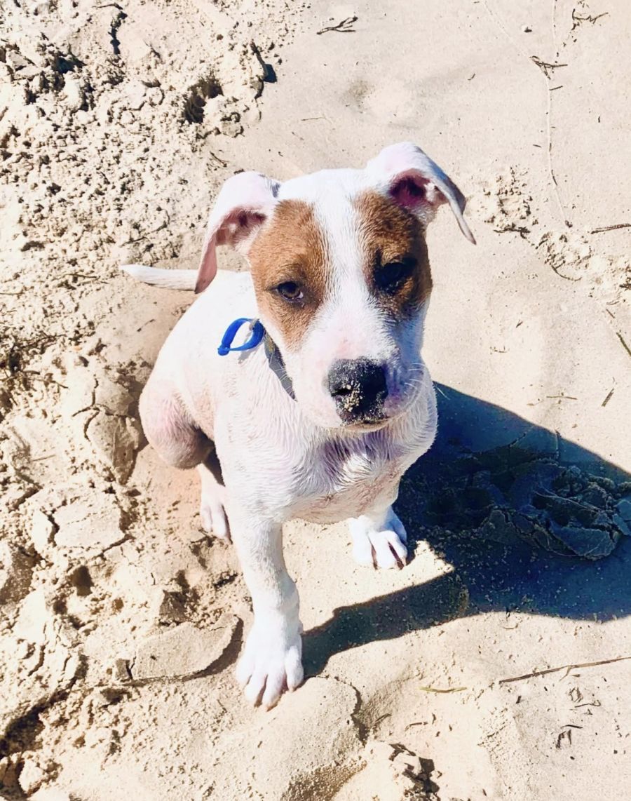Wheat - Large Male Staffordshire Bull Terrier x Labrador Mix Dog in QLD ...