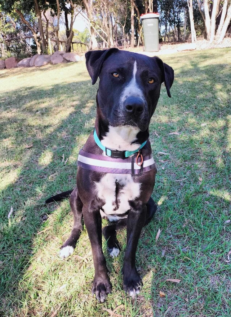 Isha - Medium Female Bull Arab Dog in QLD - PetRescue