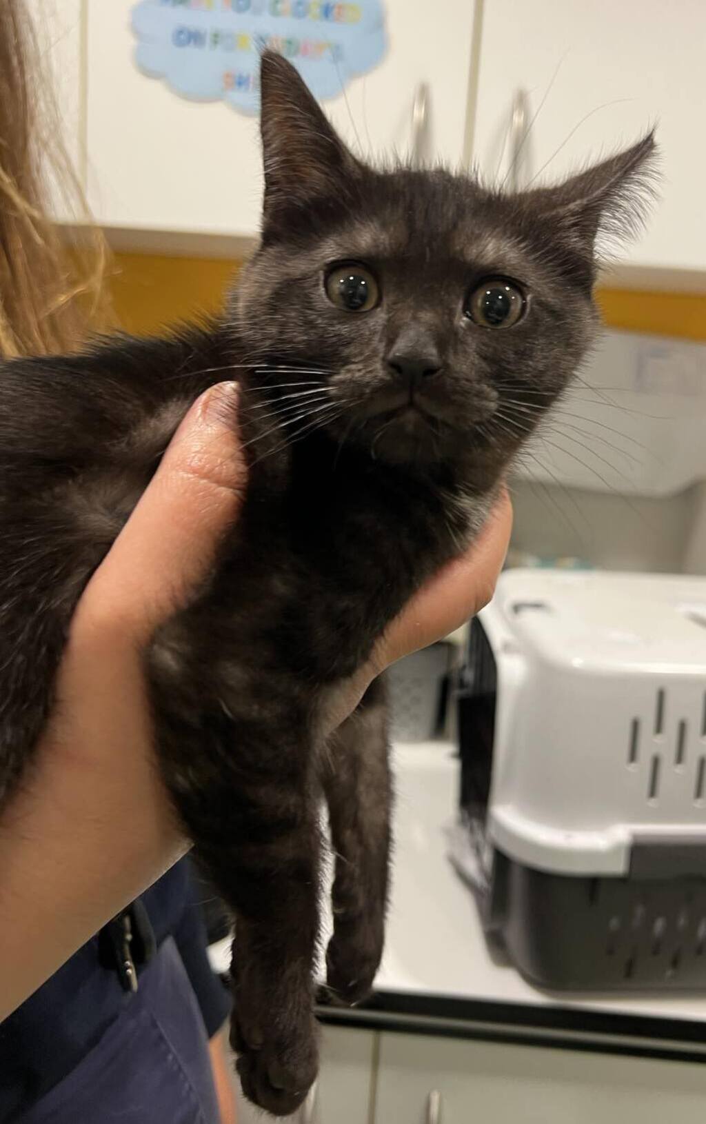 Topaz - Female Manx Mix Cat in QLD - PetRescue