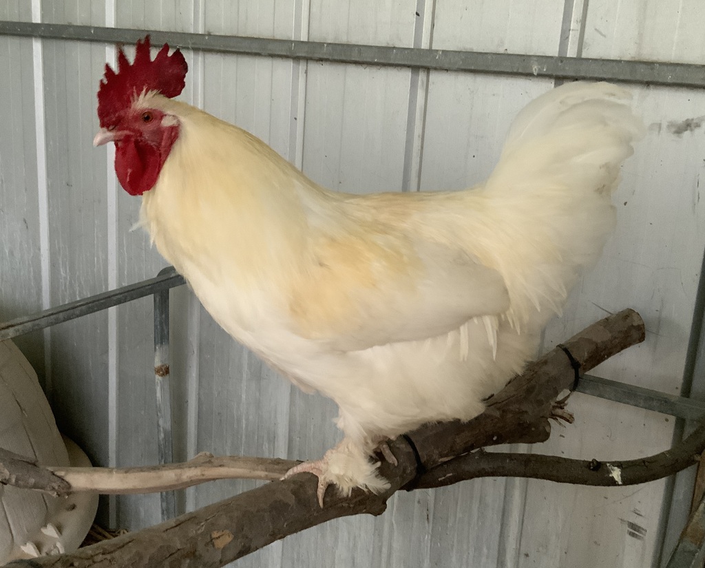 Roy - Male Rooster Fowl in ACT - PetRescue