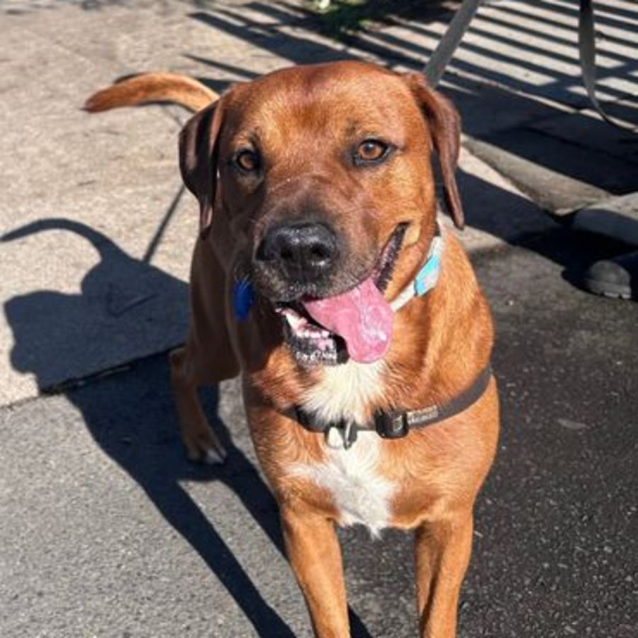 Rusty - Medium Male American Staffordshire Terrier x Labrador Dog in ...