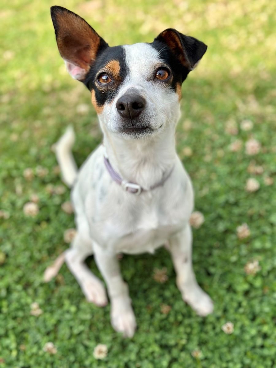 Doug - Small Male Jack Russell Terrier x Miniature Fox Terrier Mix Dog ...