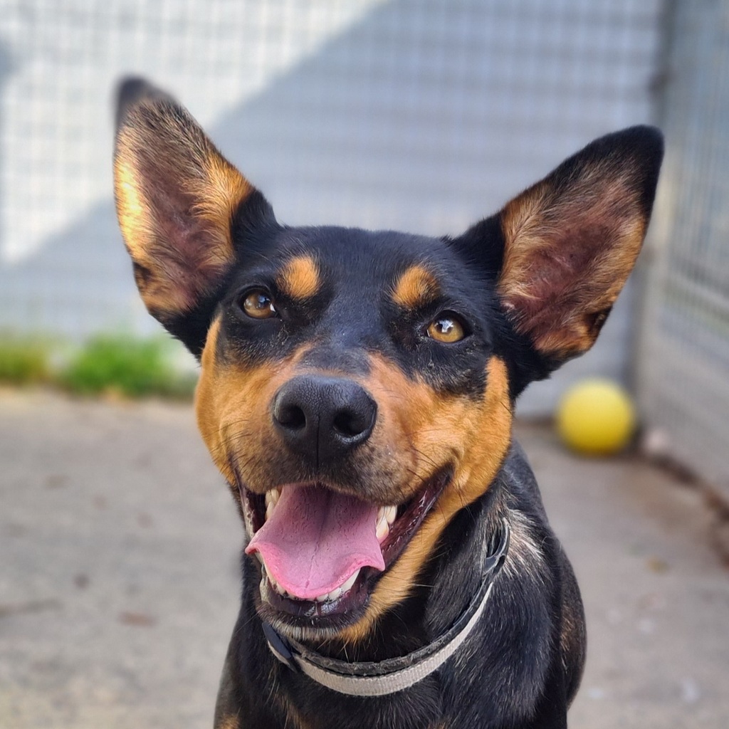Jess - Medium Female Kelpie Dog in VIC - PetRescue
